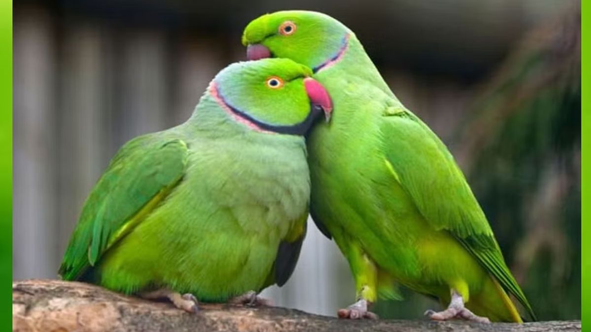 तोता पालने वाले लोग होते हैं किस्मत के धनी, बनी रहती है मां लक्ष्मी की कृपा