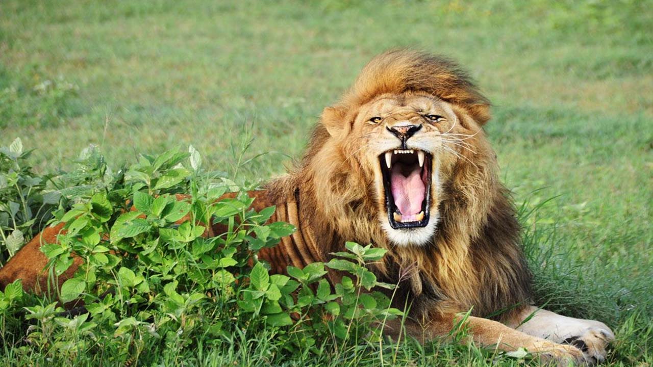 Lion Teeth Damaged: क्या दांत सड़ने से मर जाता है शेर? जानें...