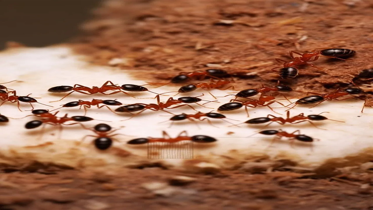 Fear of Ants : किस विटामिन की कमी से लोगों को चीटियों से लगता है डर